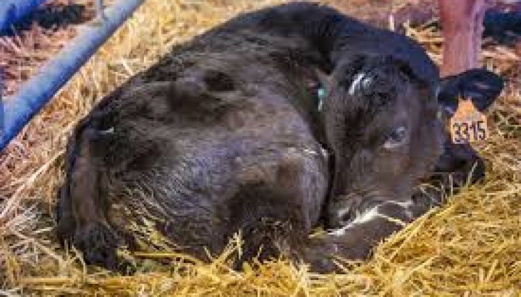 Neonatal Calf Diarrhoea | Octavoscene (Pty) Ltd
